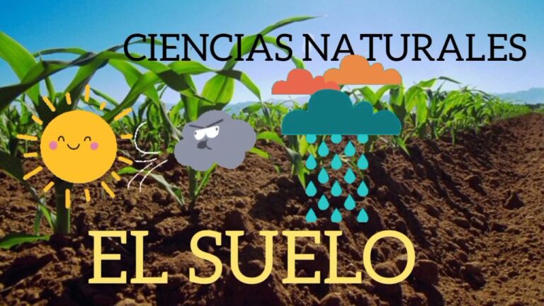 Descubre los componentes del suelo: guía completa y detallada - Tierra ...