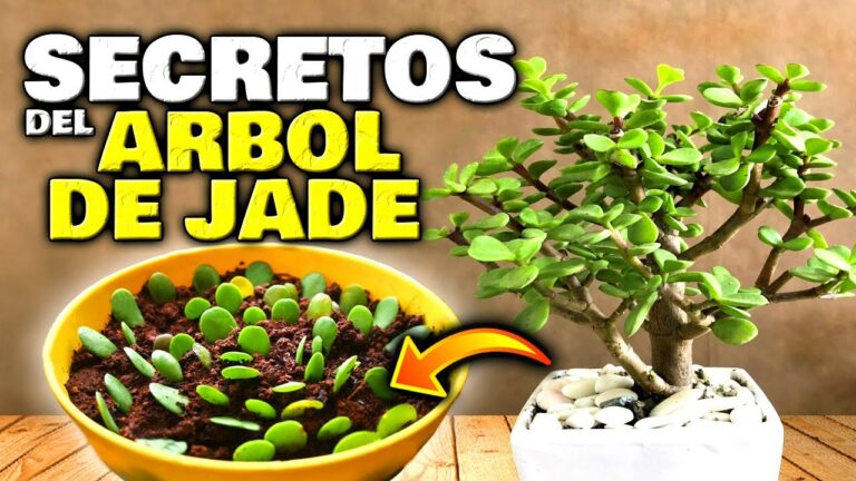 Descubre los increíbles beneficios de la planta de jade y cómo se ...