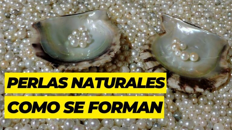 Descubre el fascinante origen de las perlas naturales: ¿De dónde surgen ...