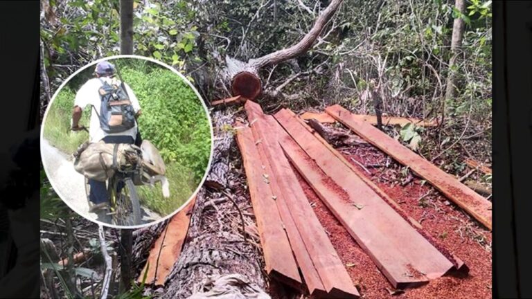 Toda la belleza de la madera preciosa: descubre cómo se extrae de los ...