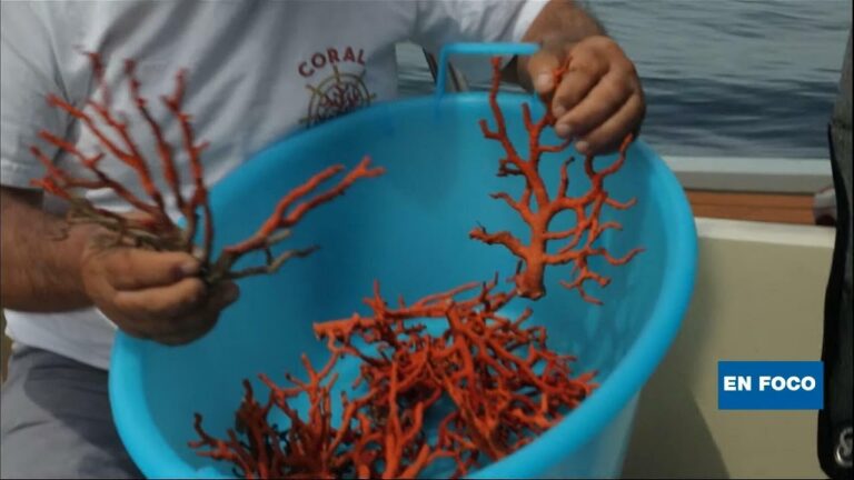 Descubre todo sobre el coral rojo: origen, características y usos más ...